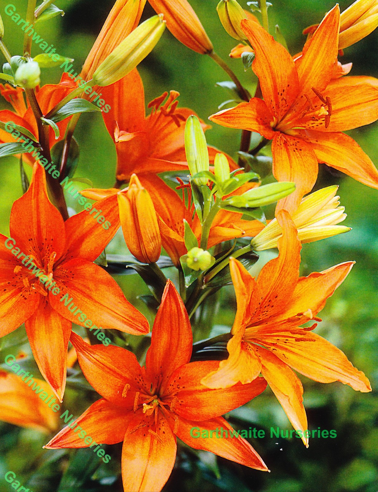 3 ORANGE ORIENTAL LILY BULBS SIZE 16/18 TRUMPET-SHAPED HIGHLY GARDEN ...