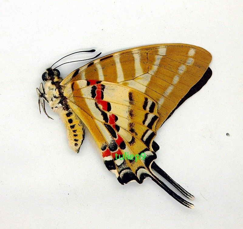 Papilionidae - Graphium Aristeus Hermocrates (m) - Chiangmai, North ...