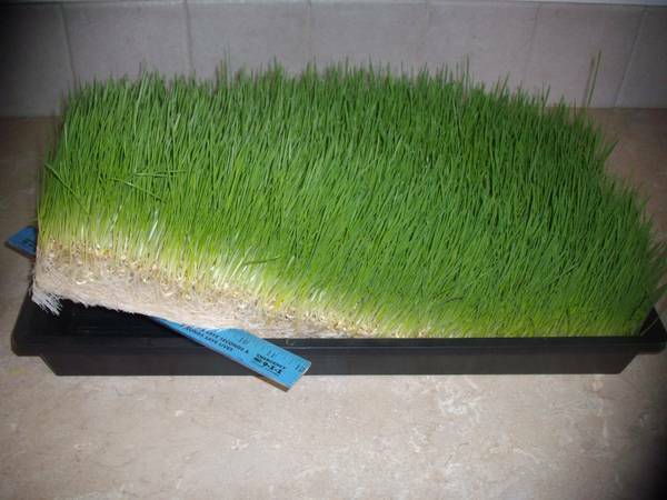 32 Tray Fodder Feeding System | eBay