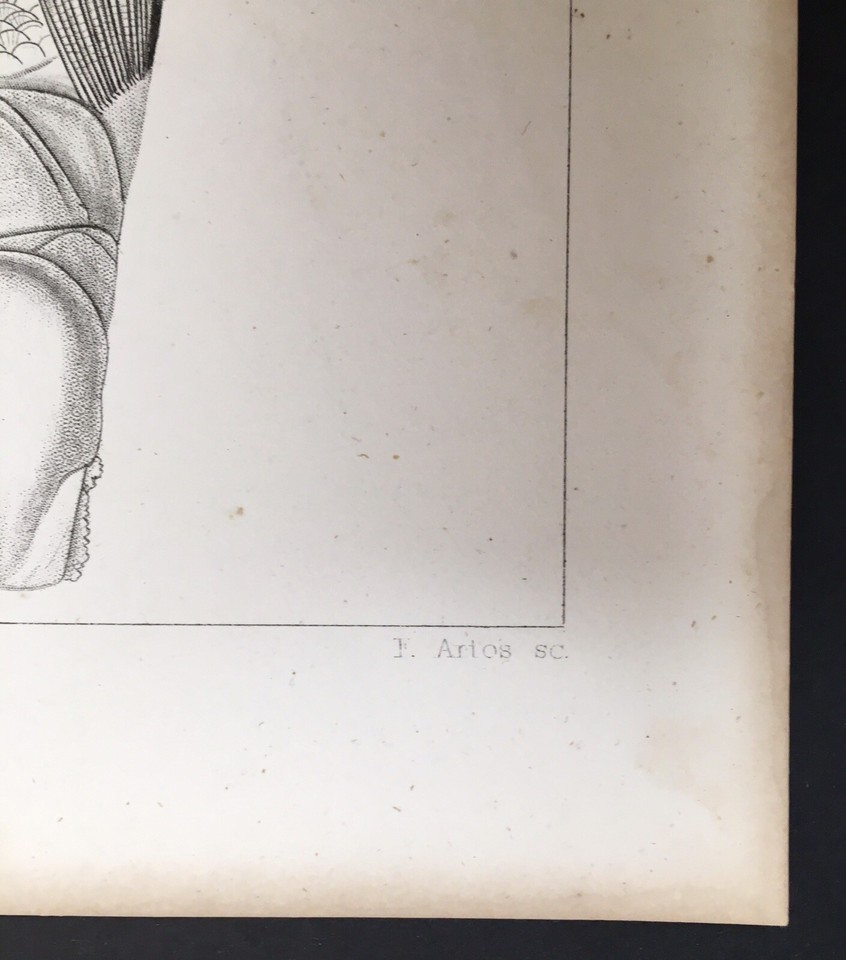 Fish Plate Print Fish USPRR Explorations & Surveys F. Artos / Richard ...