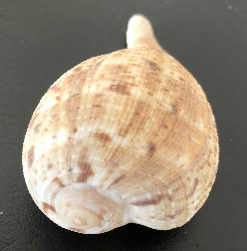Shell Ficus subintemedius Seashell 75.7 mm | eBay