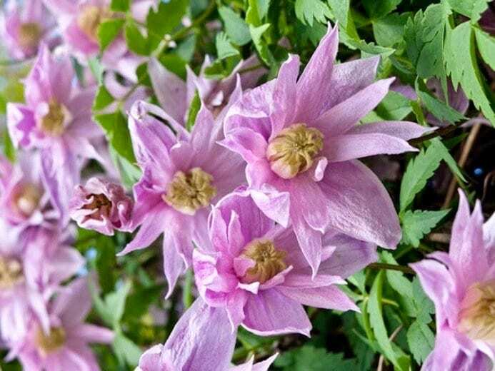 Mixed Clematis Double Large Flower Seeds ~ Lovely ~ Fragrance Flowers ...