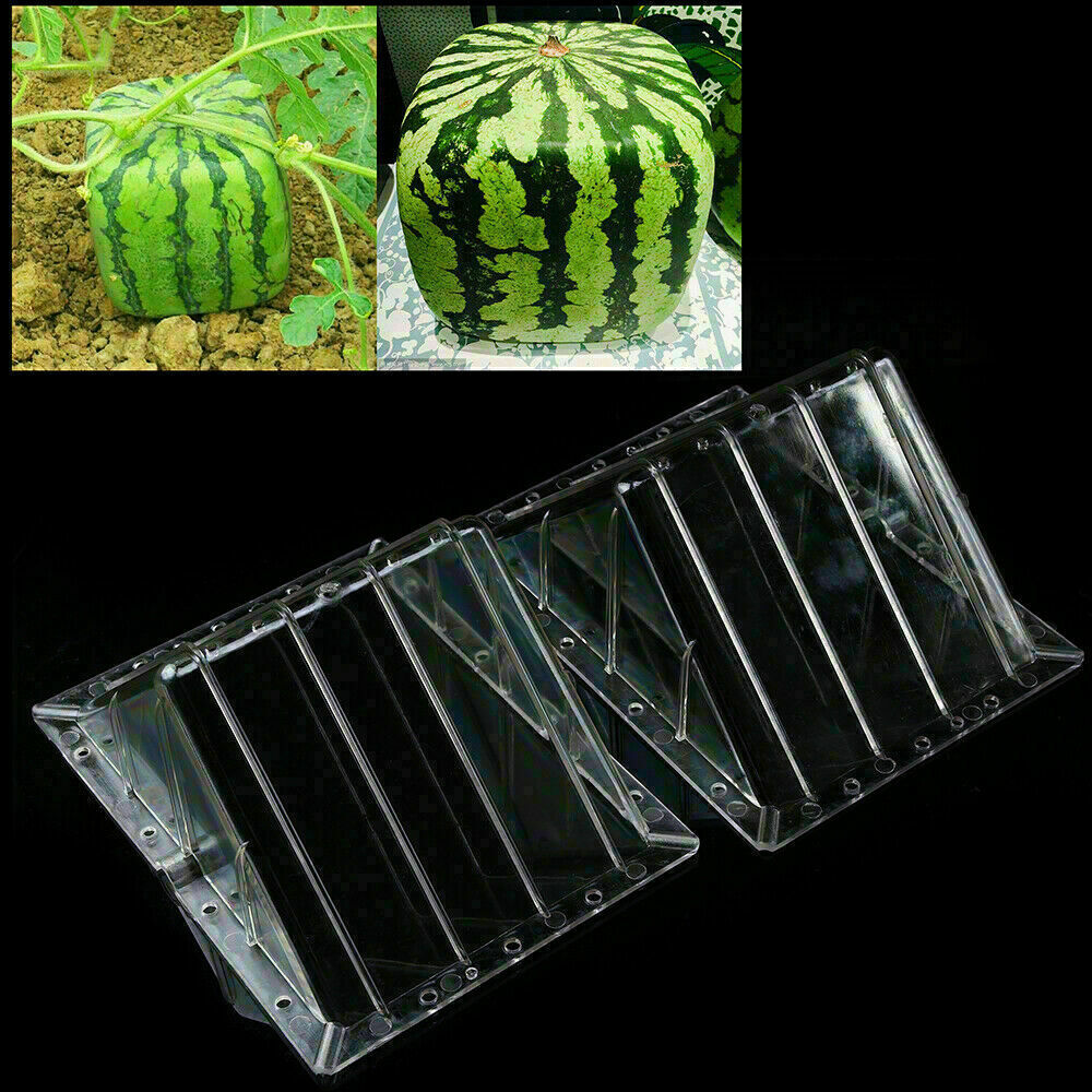 Square Watermelon Mold