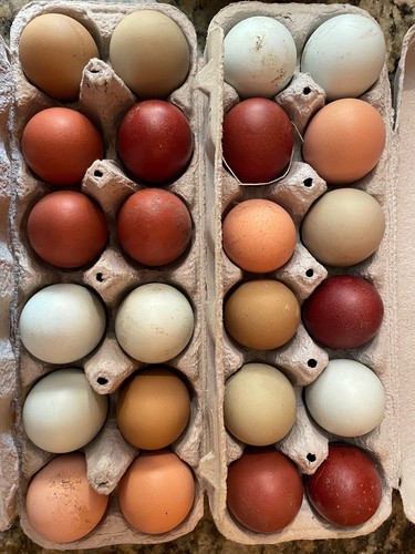 Dozen Fertile Chicken Hatching Eggs Barnyard Mix Black Copper Maran ...