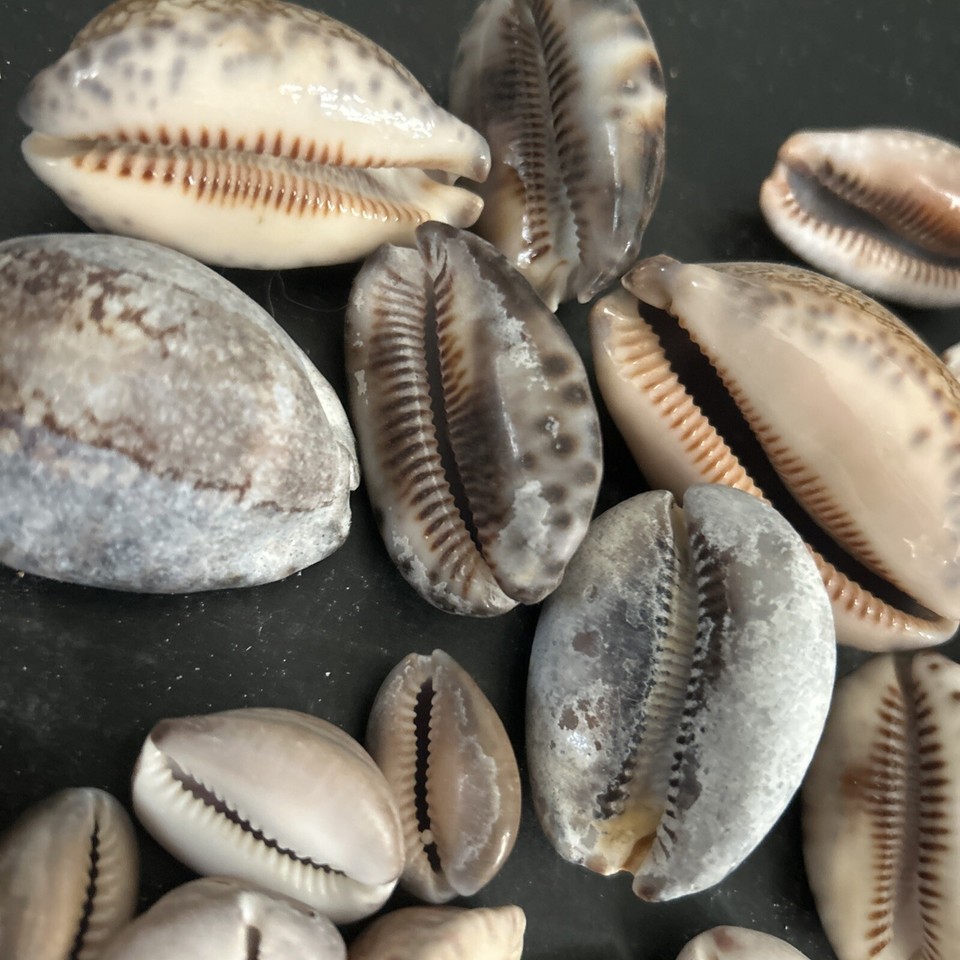 Cowrie Sea Shells Assorted Sizes Natural Shells Lot Of 65 Shells Hawaii ...