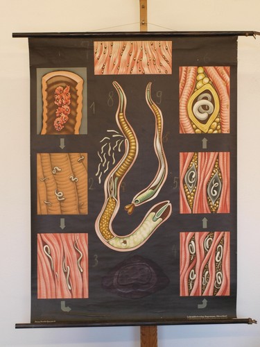 Jung Cook Quentell Animal Picture Trichine~1965 Schulwandbild Mural | eBay