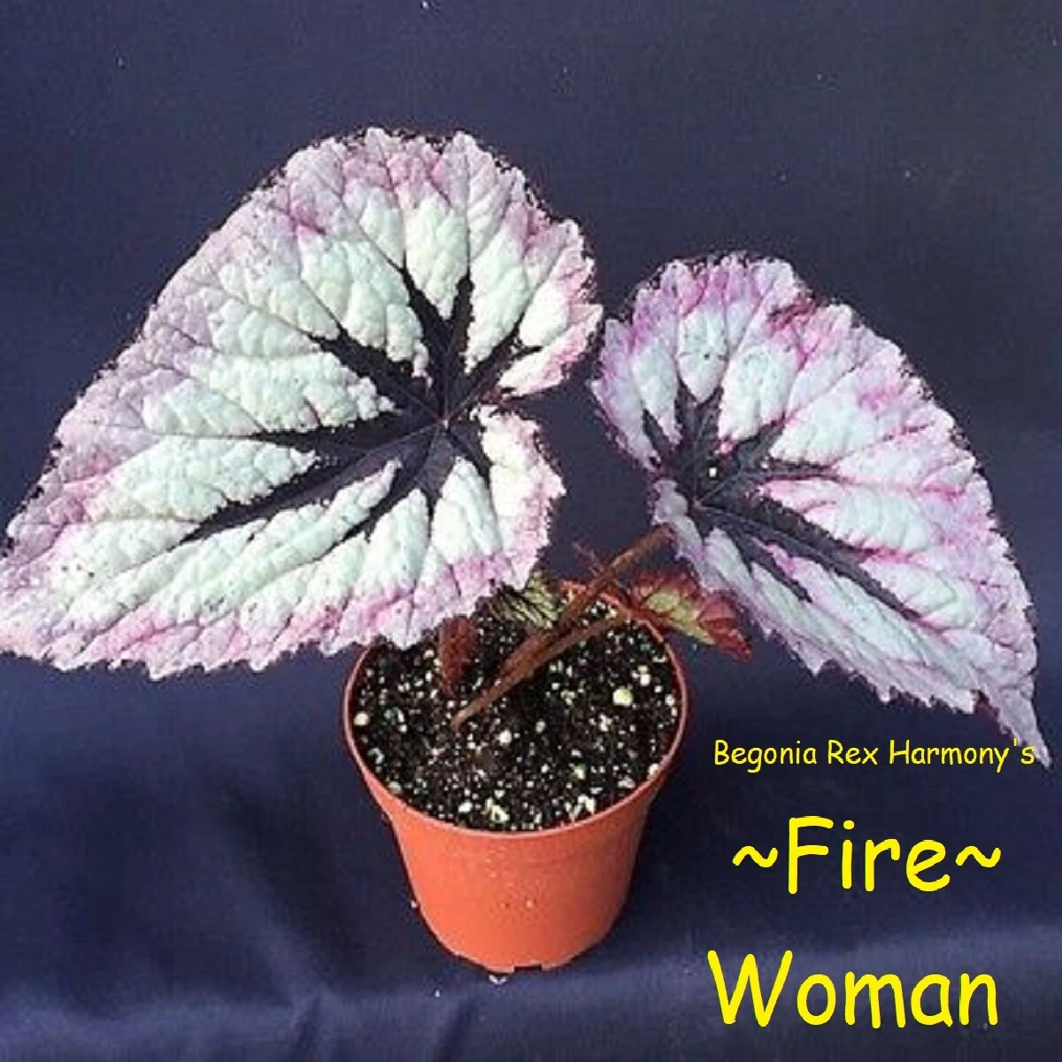 Rex Begonia Plant