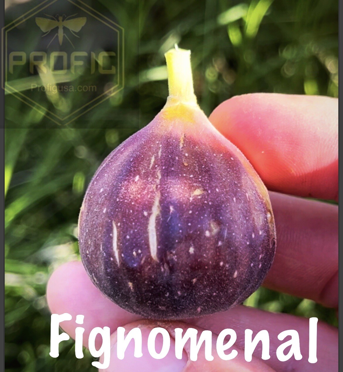 Fig Trees Cold Weather Combo 3 Varieties | eBay