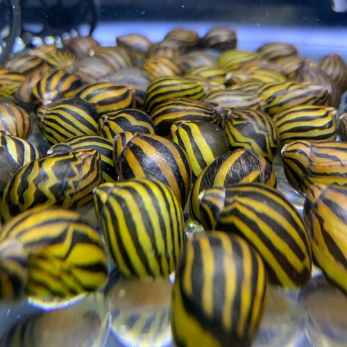3 Zebra Nerite Snails LARGE (NERITINA NATALENSIS) Live Freshwater Snail ...