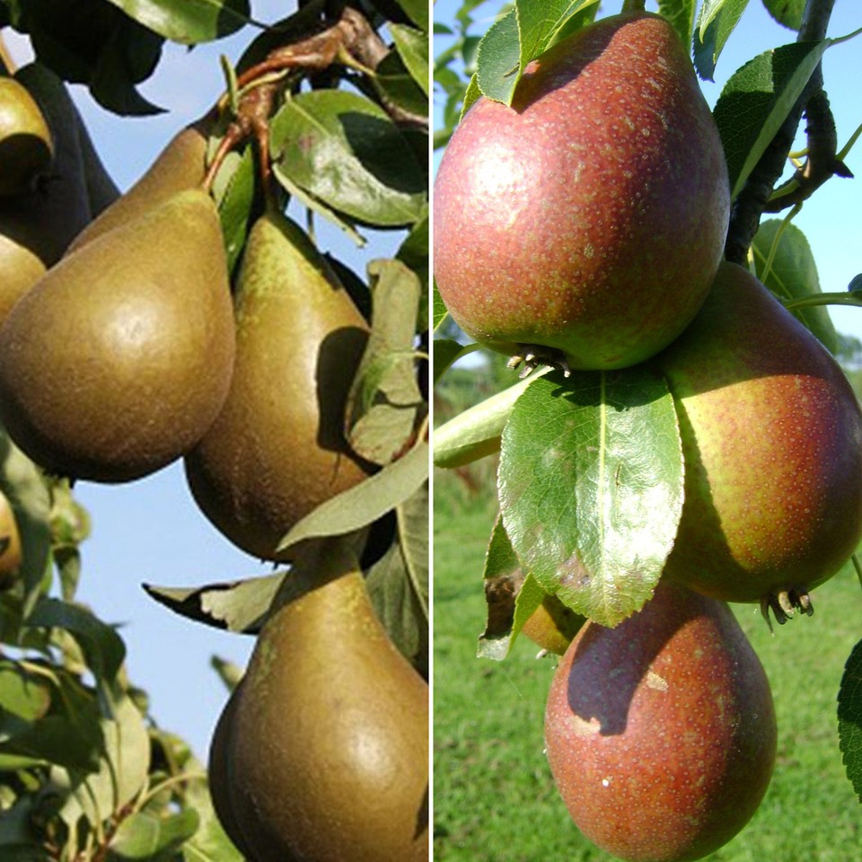 Duo Pear Patio Fruit Tree | Conference & Doyenné du Comice Pears | 2 ...