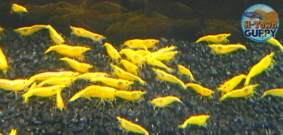 10 +1 NEON YELLOW - Freshwater Neocaridina Aquarium Shrimp. Live ...