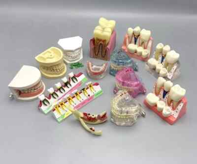 Dental Typodont Teeth Model Ortho Implant Pathological Perio Practice ...