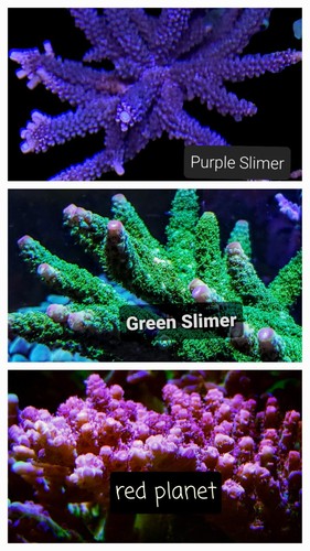 You choose Coral SPS acropora monitipora LPS frag pack 🪸 | eBay