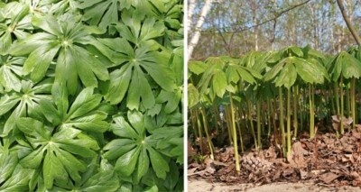 Mayapple - American Mandrake Perennial 50 Plants Bare Root Live Garden ...