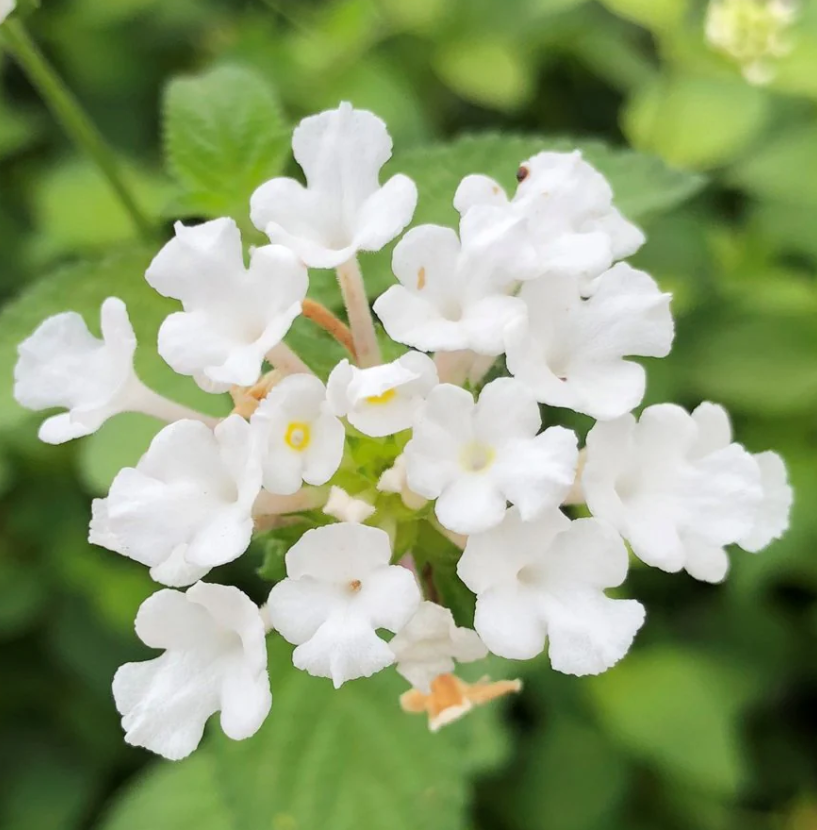 White Lantana Plant Live, Lantana Live Plants for Planting, 4-6" Tall ...