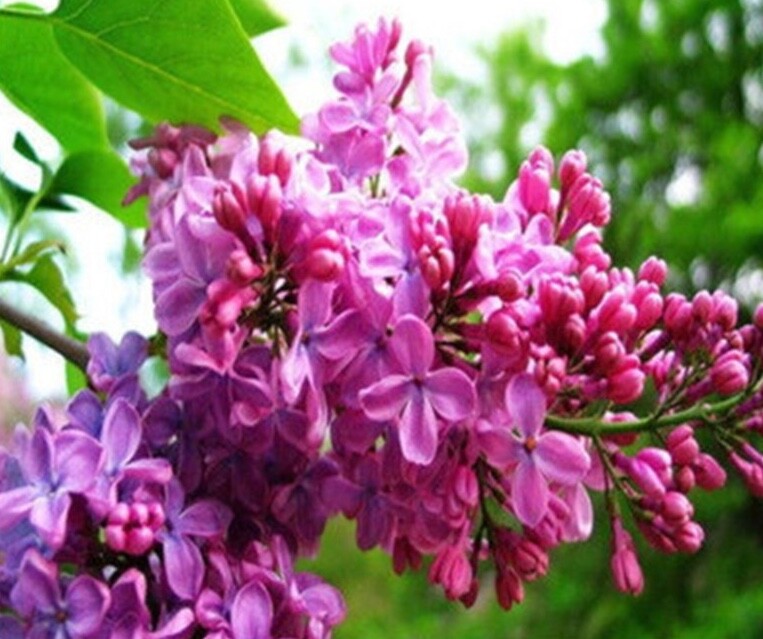 20 EXOTIC LILAC SEEDS for garden rare bloom flower plant bush USA ...