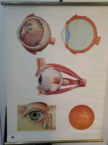 The Human Eye Biology Ophthalmologists Medical Poster / Map Anatomy 44 ...
