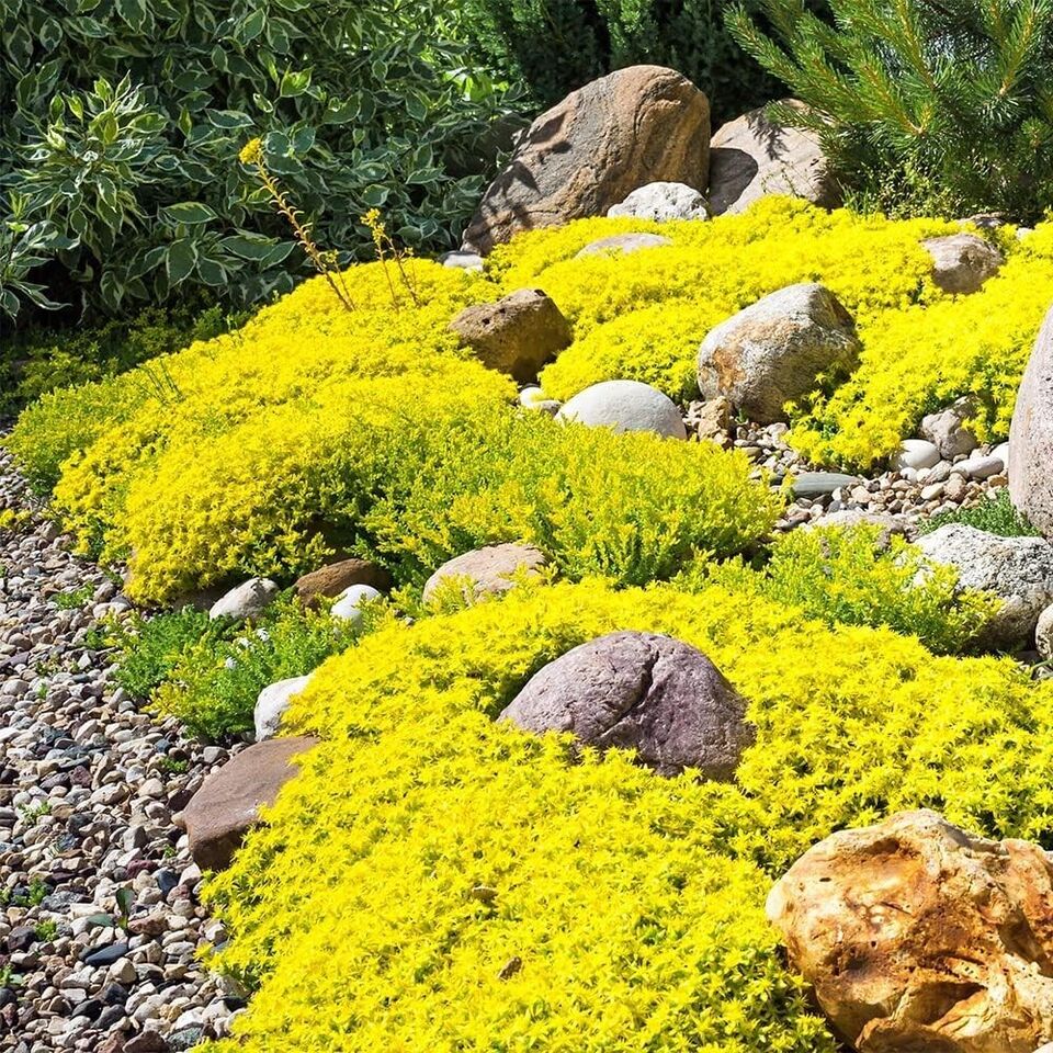 5000+ Mix Creeping Thyme Seeds Ground Cover for Planting, Heirloom Thymus Serpyl | eBay