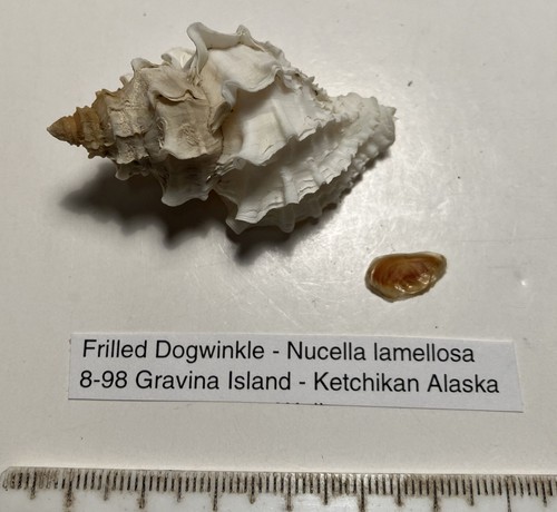 Frilled Dogwinkle. Nucella lamellosa. collected in Southeast Alaska ...
