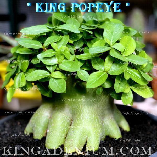 ADENIUM ARABICUM DESERT ROSE " KING POPEYE " 100 SEEDS FRESH NEW HYBRID ...