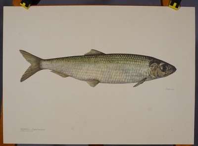 Zoology Poster Mural Chart Food Fish Herring | eBay