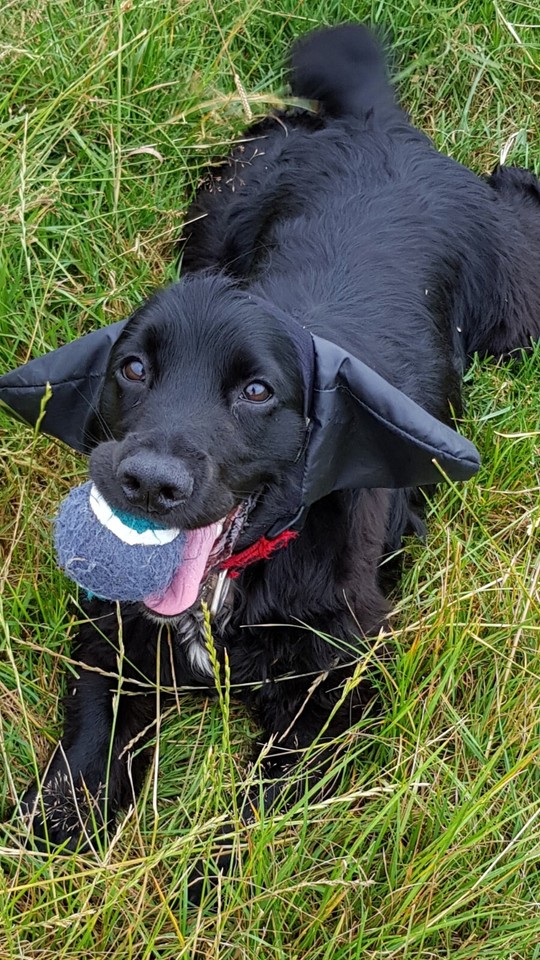 Dogs Ear Protectors/Protection Mutts Ear Mitts® Spaniel, Ear Cover/Hood ...