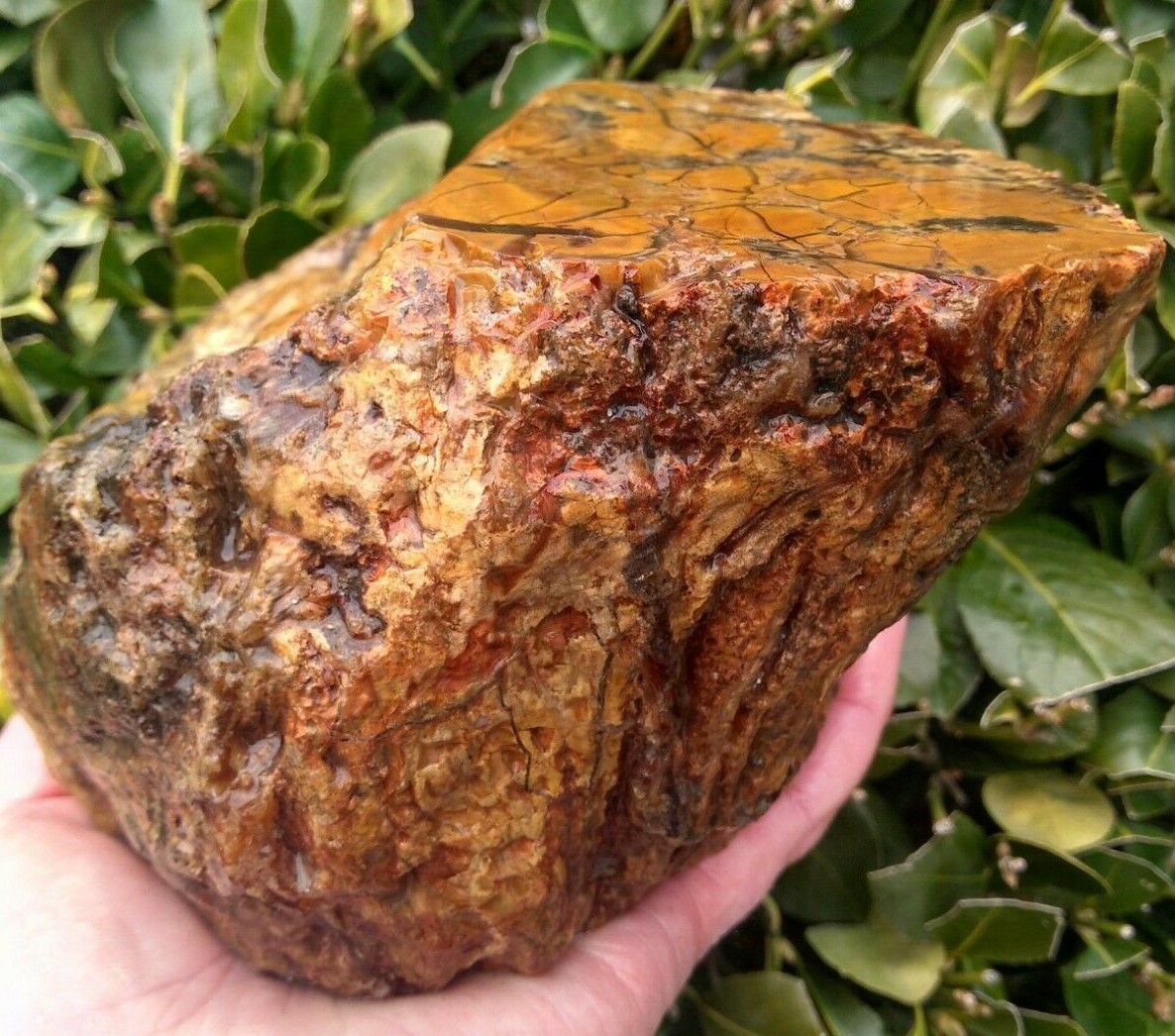 FACE CUT VERY RARE AGATE BRECCIA JASPER ROUND LIMB CAST ADRIAN OREGON ...