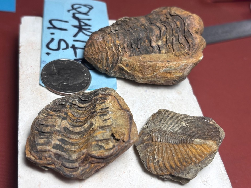 Trilobite Fossil 3 Piece Lot 4oz Morocco (TB2916) | eBay