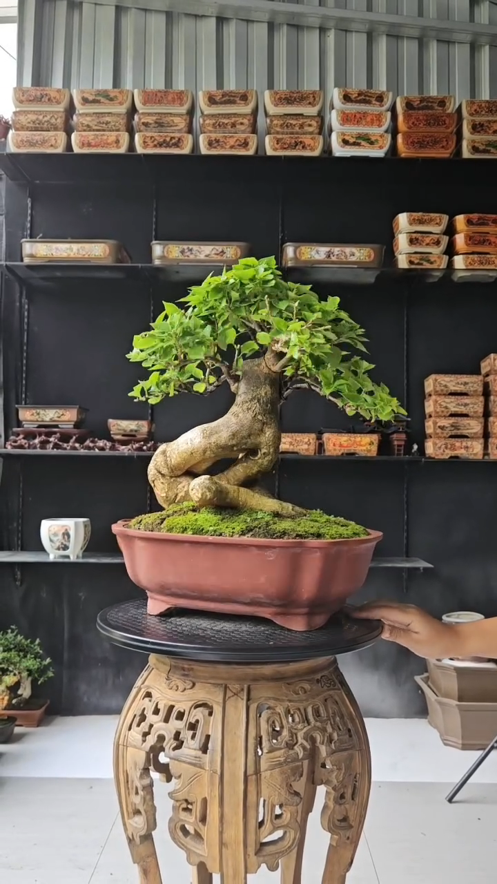 Actual plant Bonsai Bougainvillea galbra - bonsai tree best character ...