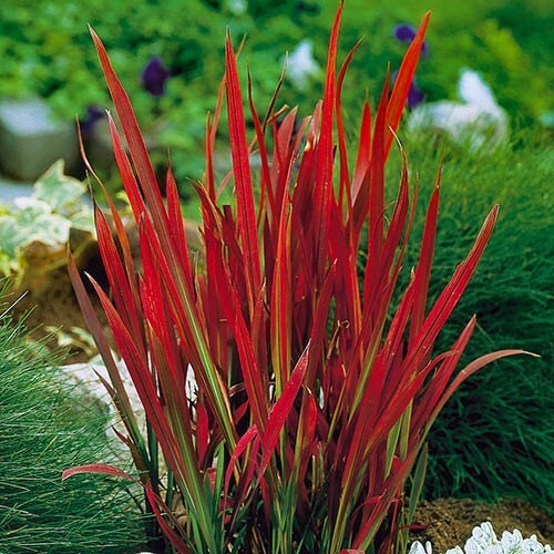 IMPERATA 'RED BARON' COGON GRASS DECIDUOUS SHRUB HARDY GARDEN PLANT IN ...