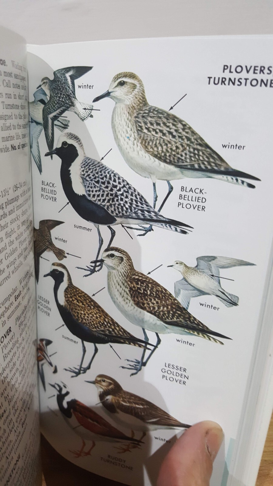 Field Guide to Eastern Birds : A Field Guide to Birds East of the ...