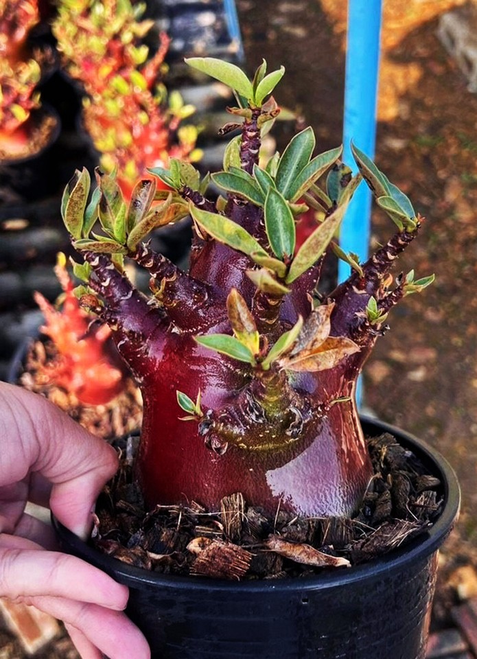 Black Red skin Adenium Arabicum desert rose "Kalamae" 26 Seeds Limited ...