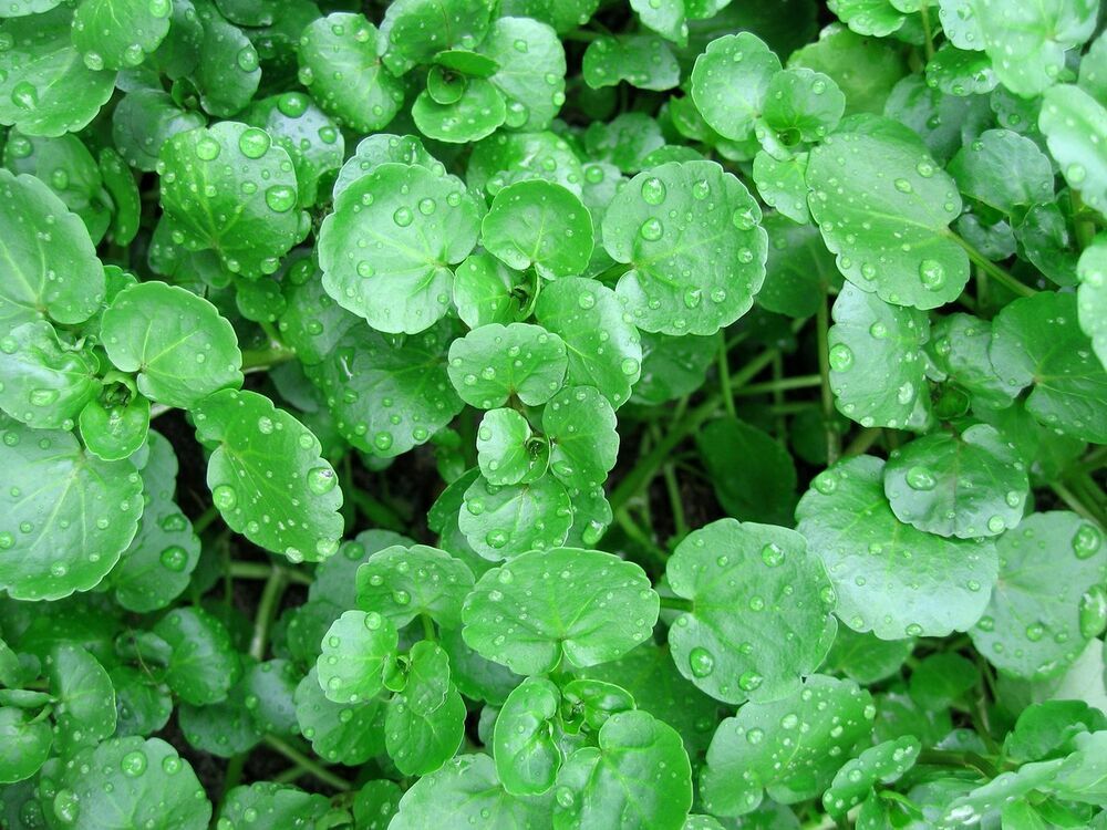 Various pond marginal bog plants oxygenating Iris water mint cress ...