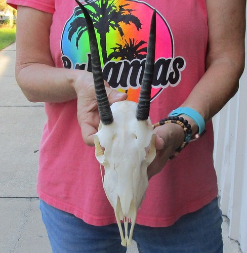 South African Female Springbok Skull with 6-7 inch horns, taxidermy ...