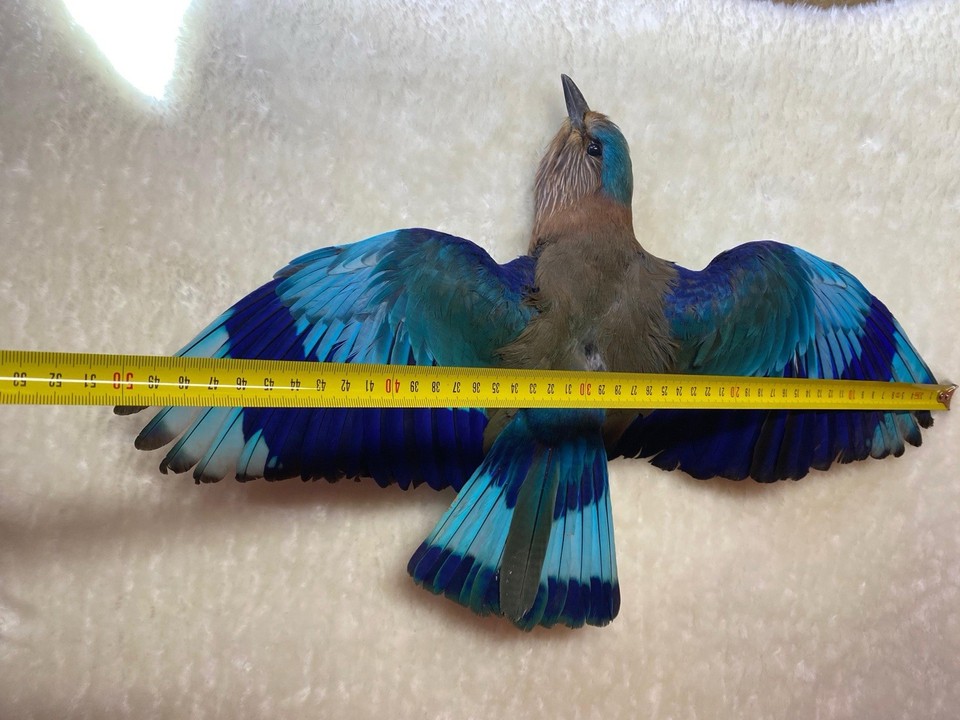 taxidermy blue Indian Roller not listed by cites | eBay UK