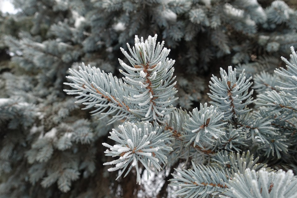 50 Colorado BLUE SPRUCE Tree Picea Pungens Glauca Christmas Tree Silver ...