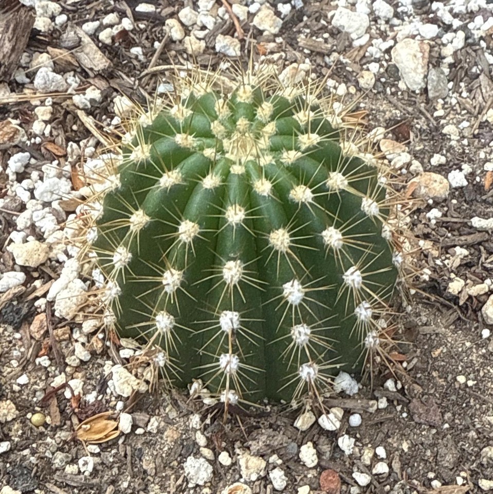 RARE,T.Cereus,Hybrid,FLYING SAUCER, XL BLOOMING,Echinopsis,Cactus,Hans ...