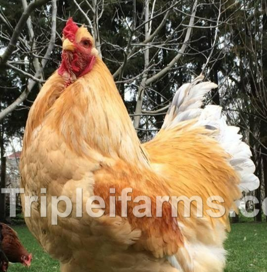 12+ GIANT LARGE FOWL ~LEMON PYLE BRAHMA~ fertile chicken hatching eggs ...