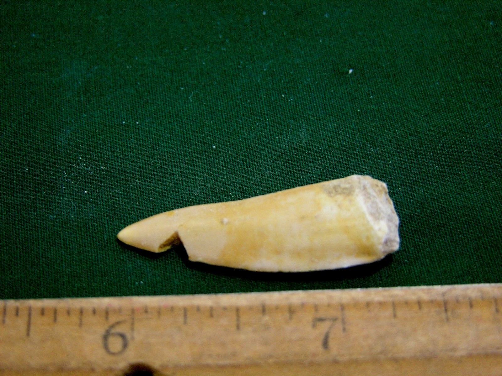 Saber tooth Herring fossil tooth Enchodus Cretaceous 1.25 inch E73 | eBay