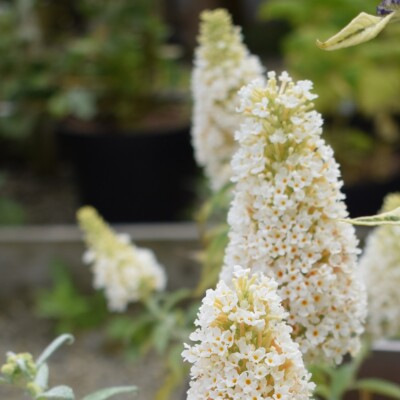 Buddleja 'Summer Bird White' 9cm Plant x2 - Dwarf Butterfly Bush ...