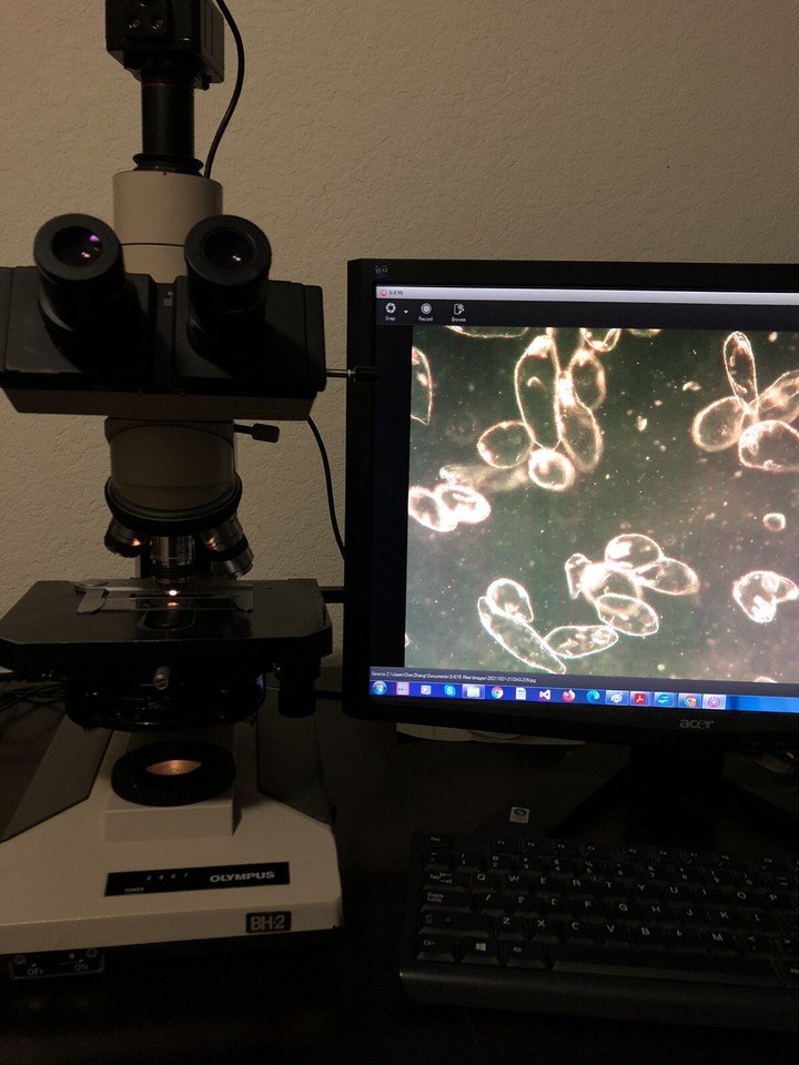 Olympus BH2 Phase Contrast Microscope 4 Obj Trinocular Head 5MP Color ...