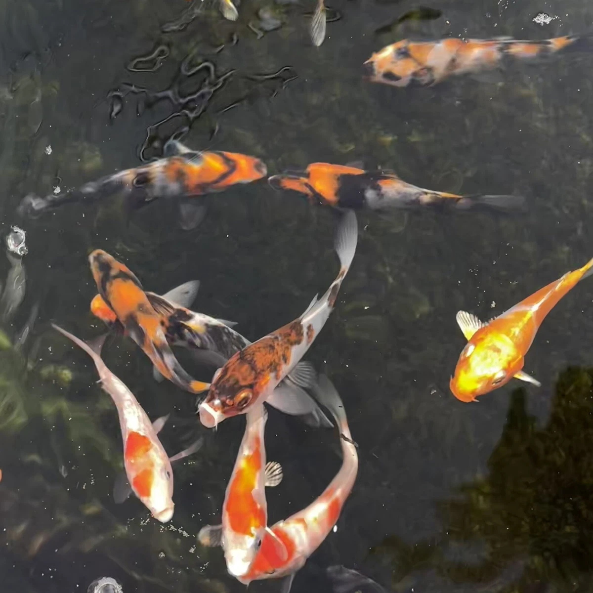 Live Koi Fish