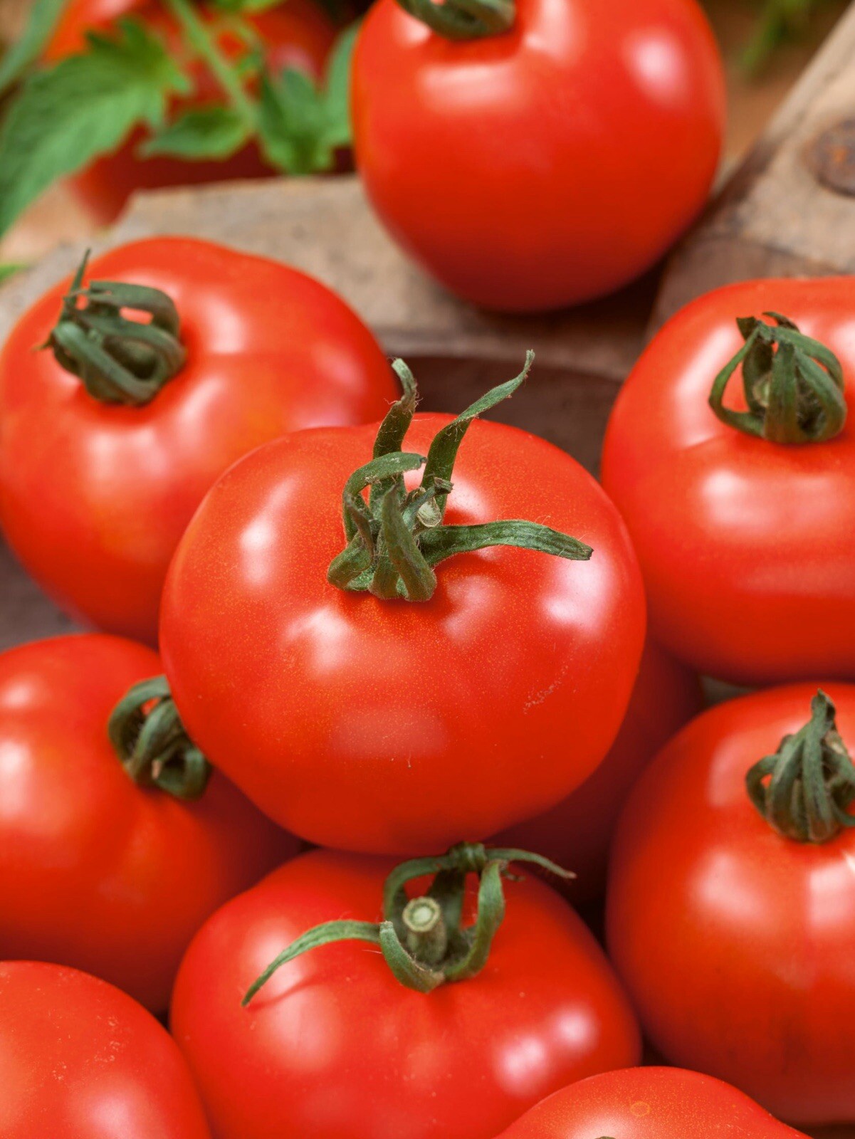 Moneymaker Tomato Seeds x50 | eBay UK
