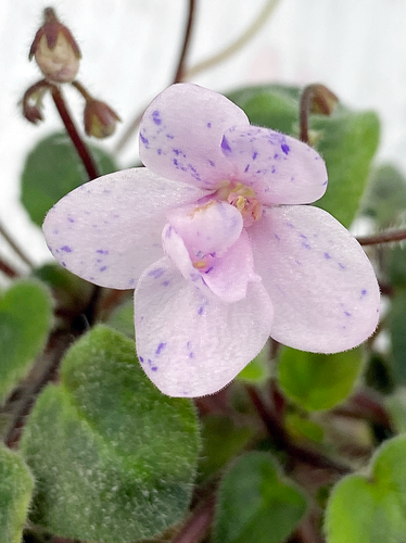 African Violet Plant - Carolina Bodacious ~ Miniature trailer | eBay