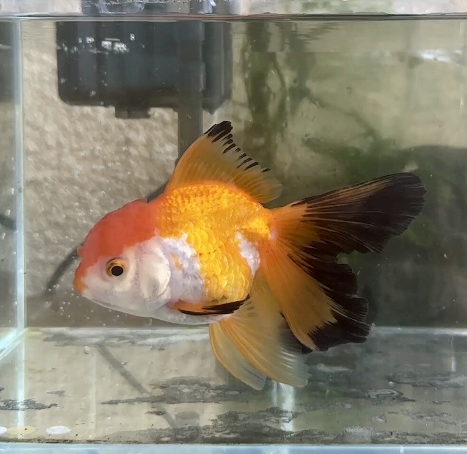 Apache Thai Oranda • Live Fancy Goldfish | eBay