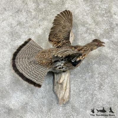 #29634 E | Ruffed Grouse Taxidermy Bird Mount For Sale | eBay