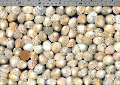 127 UK NORTH SEA Scottish BROKEN LIMPET sea shell pieces 350g Ocean Art ...