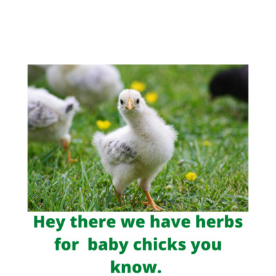 Chick Nibbles: Wholesome Snacks for Growing Chicks | eBay