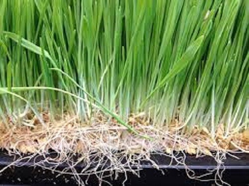 BARLEY GRAIN GRASS SPROUT SEEDS Sprouting Barley Sprouts Barley Seeds ...