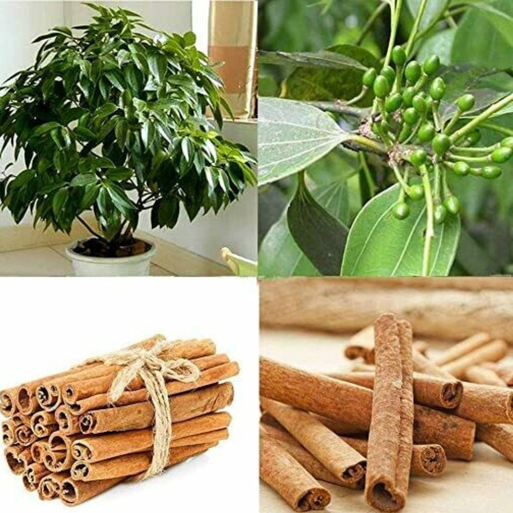 Cinnamon Tree Seeds